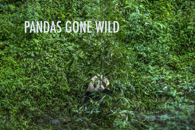 » Pandamania
