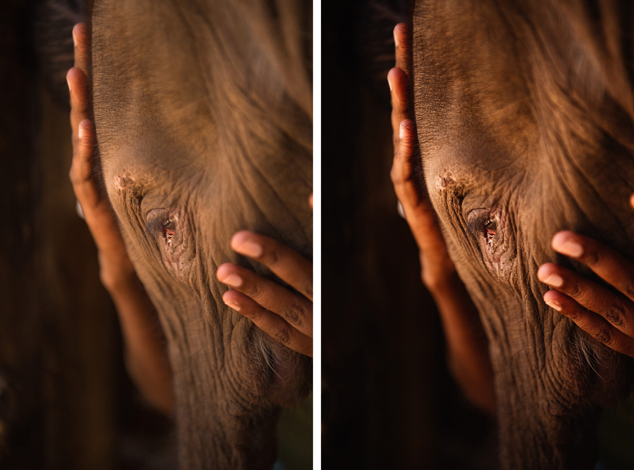 Ami Vitale | Productions